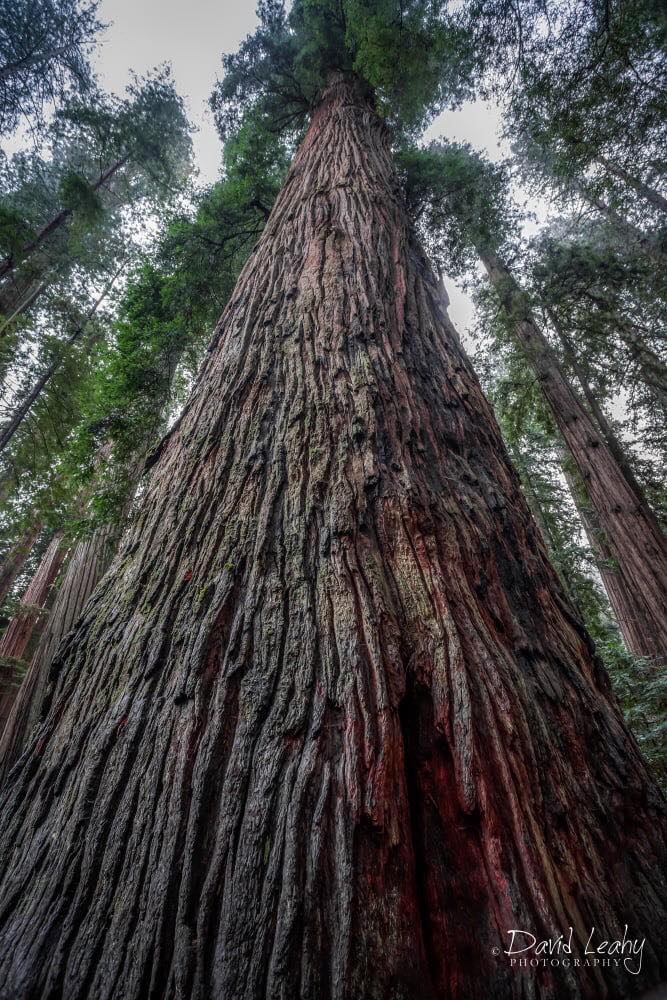 Prayer Request for the Grand Sequoia Tree – Regina Chante